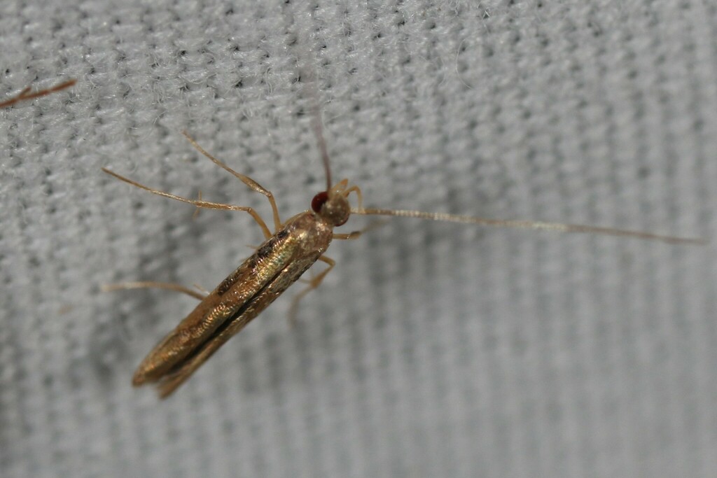 Butterflies and Moths from Miami-Dade County, FL, USA on November 2 ...