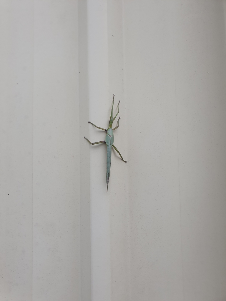 Red-winged Stick Insect from Tumbi Umbi NSW 2261, Australia on November ...