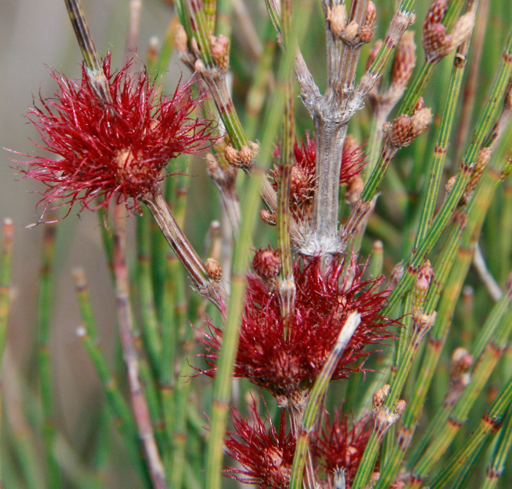 Scrub Sheoak from Green Cape Lighthouse Rd, Green Cape NSW 2551 ...