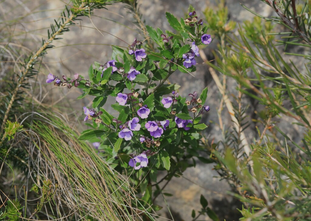 Lilac Mint-bush from Blue Mountains, NSW, Australia on November 3, 2024 ...