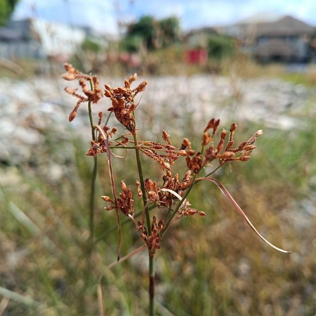 Common Fringe-rush in November 2024 by Sutthikhun Phaengphongsai ...