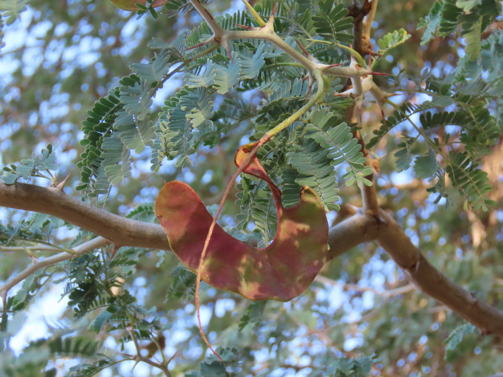 Ana tree from Erongo Region, Namibia on November 18, 2024 at 06:25 PM ...