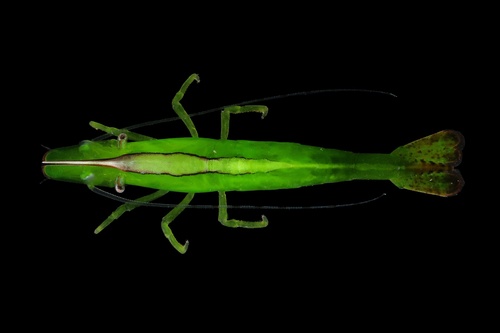 Heptacarpus carinatus · Naturalista Costa Rica