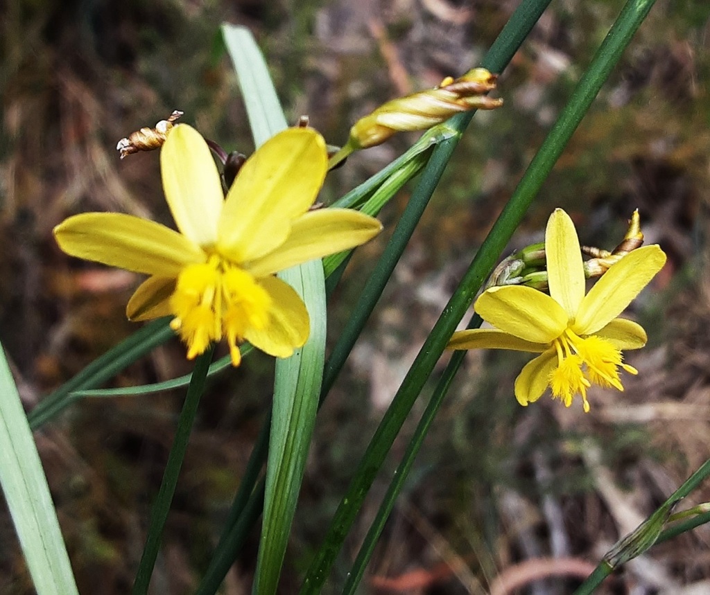 yellow rush-lily from Growee, NSW 2849, Australia on November 14, 2024 ...