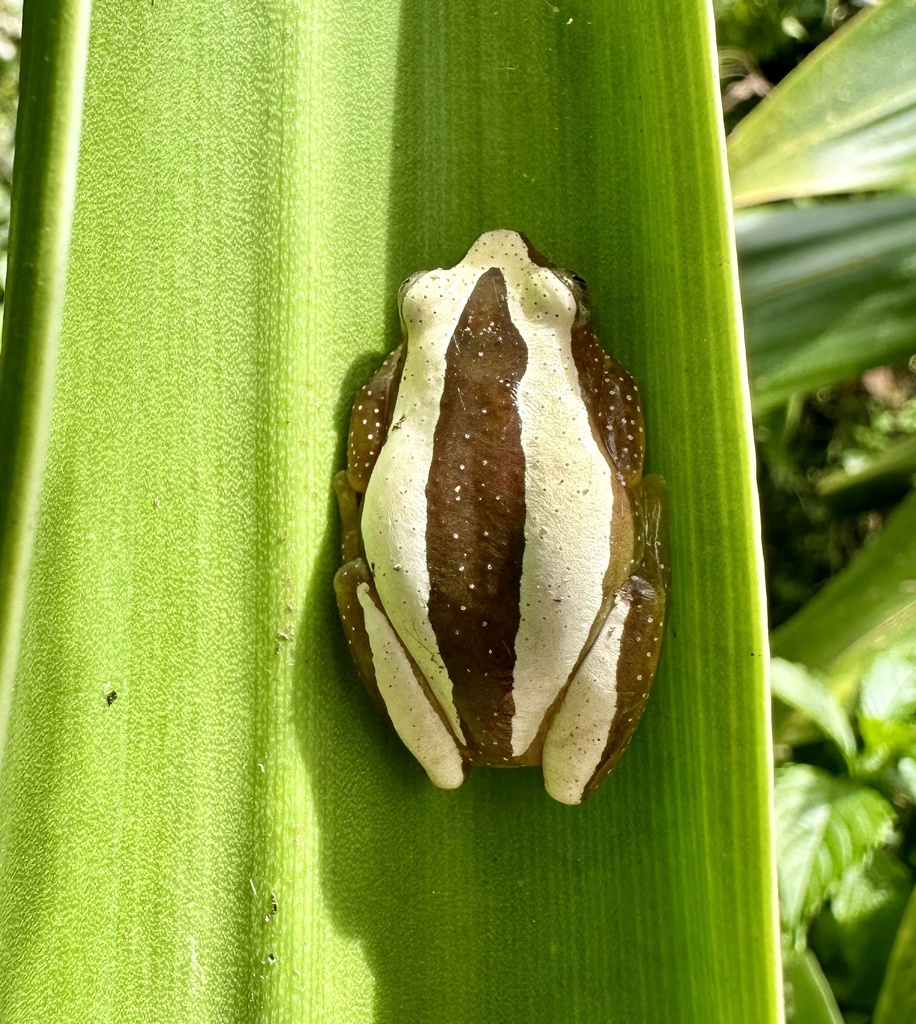 Fornasini's Spiny Reed Frog from Sugarloaf St. Lucia, St Lucia, KwaZulu ...