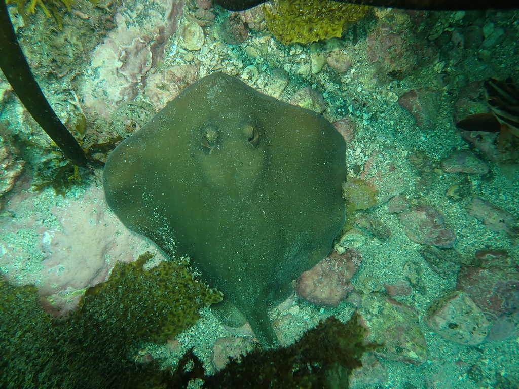 Common Stingaree from Bushrangers Bay, Shellharbour, New South Wales ...