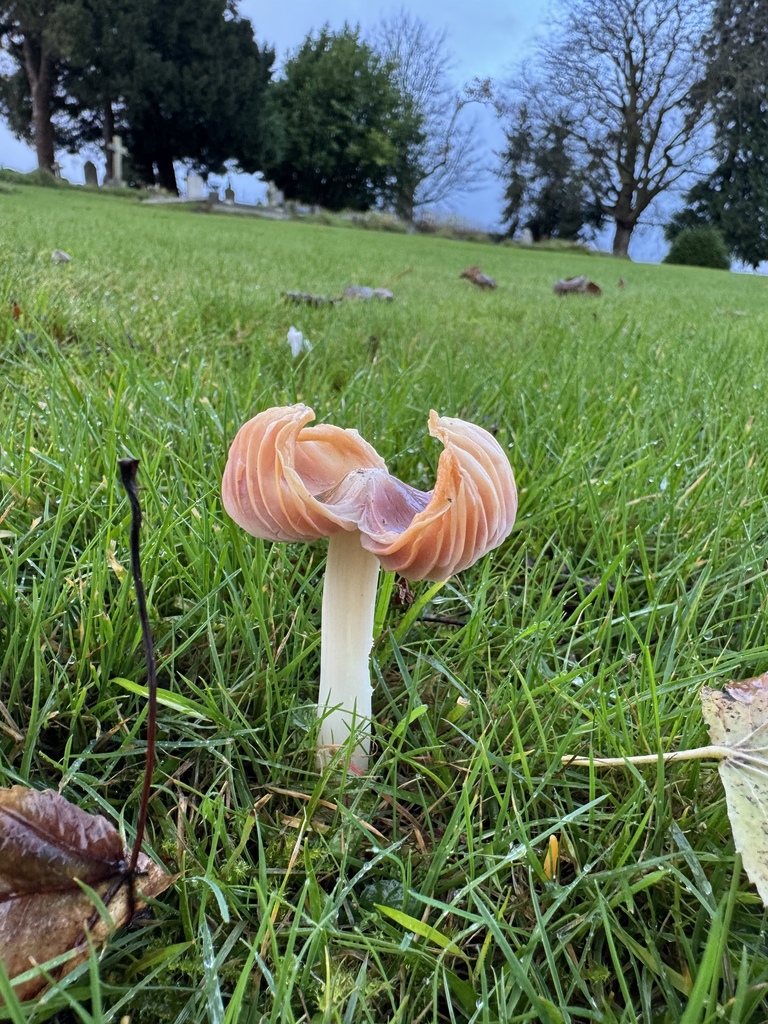 Pink Waxcap in November 2024 by nataliamyco · iNaturalist