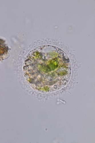 Orden Nucleariida · iNaturalist Mexico