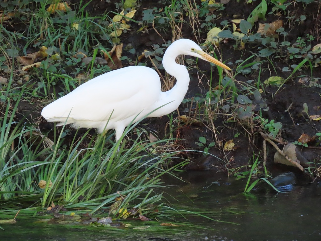 Great Egret from Higashicho, Koganei, Tokyo 184-0011, Japan on November ...