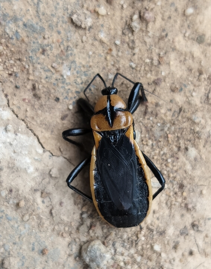 Millipede Assassin from Breede Valley Municipality, South Africa on ...