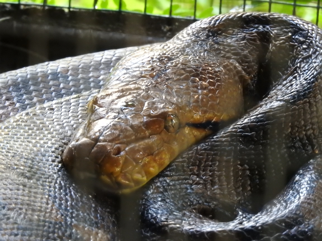 Reticulated Python in November 2024 by dmalerta · iNaturalist