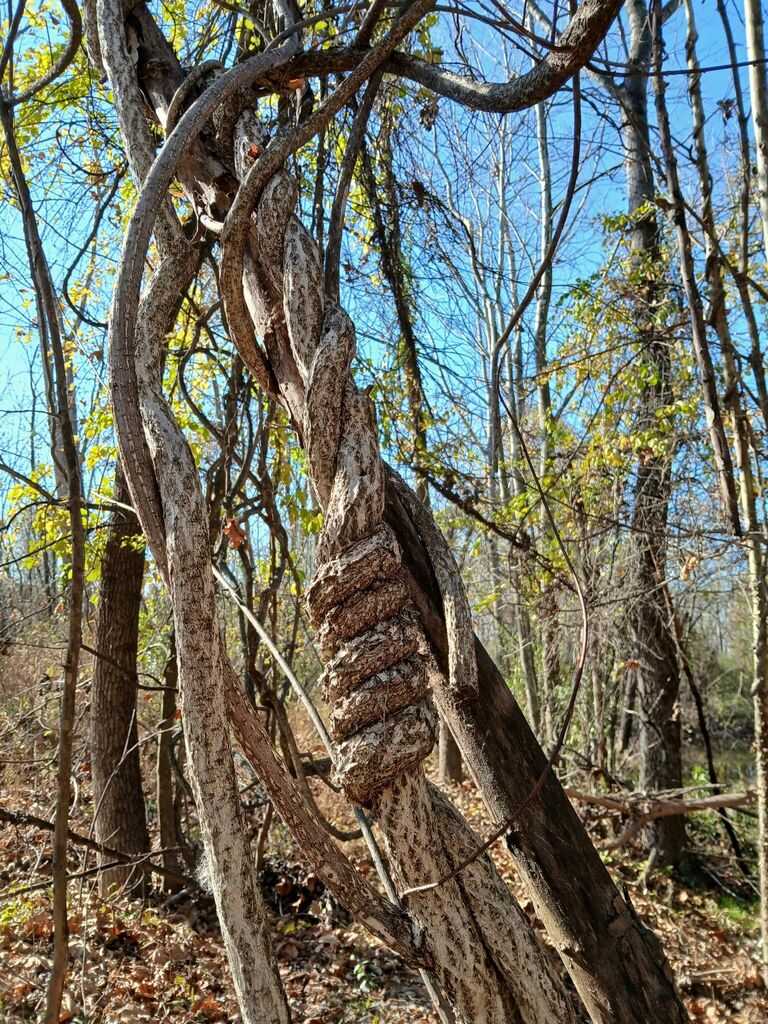 Oriental bittersweet from White Marsh, MD, USA on November 18, 2024 at ...