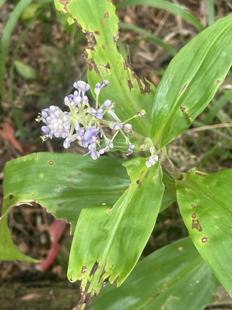 Pollia macrophylla from Kondalilla National Park, Montville, QLD, AU on ...