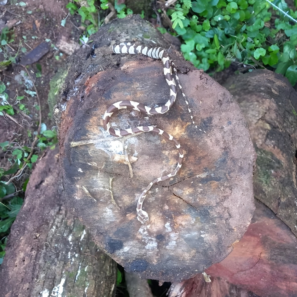 Common Blunt-headed Tree Snake from Guardia Kue, Paraguay on July 16 ...