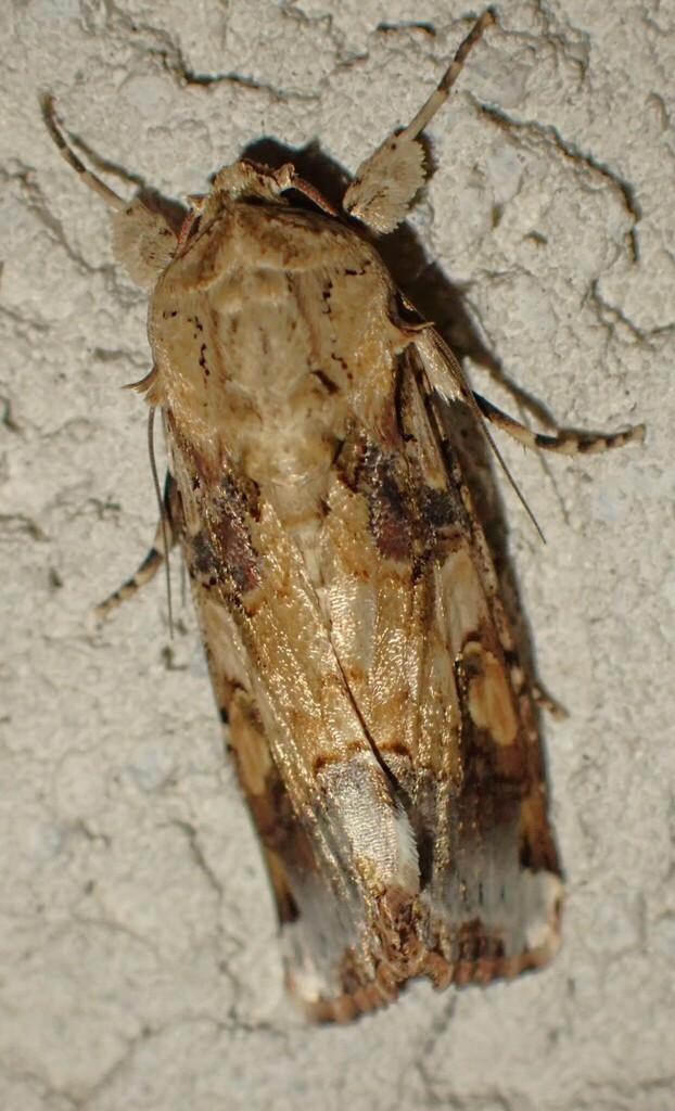Velvet Armyworm Moth from Mission, TX, USA on November 13, 2024 at 08: ...