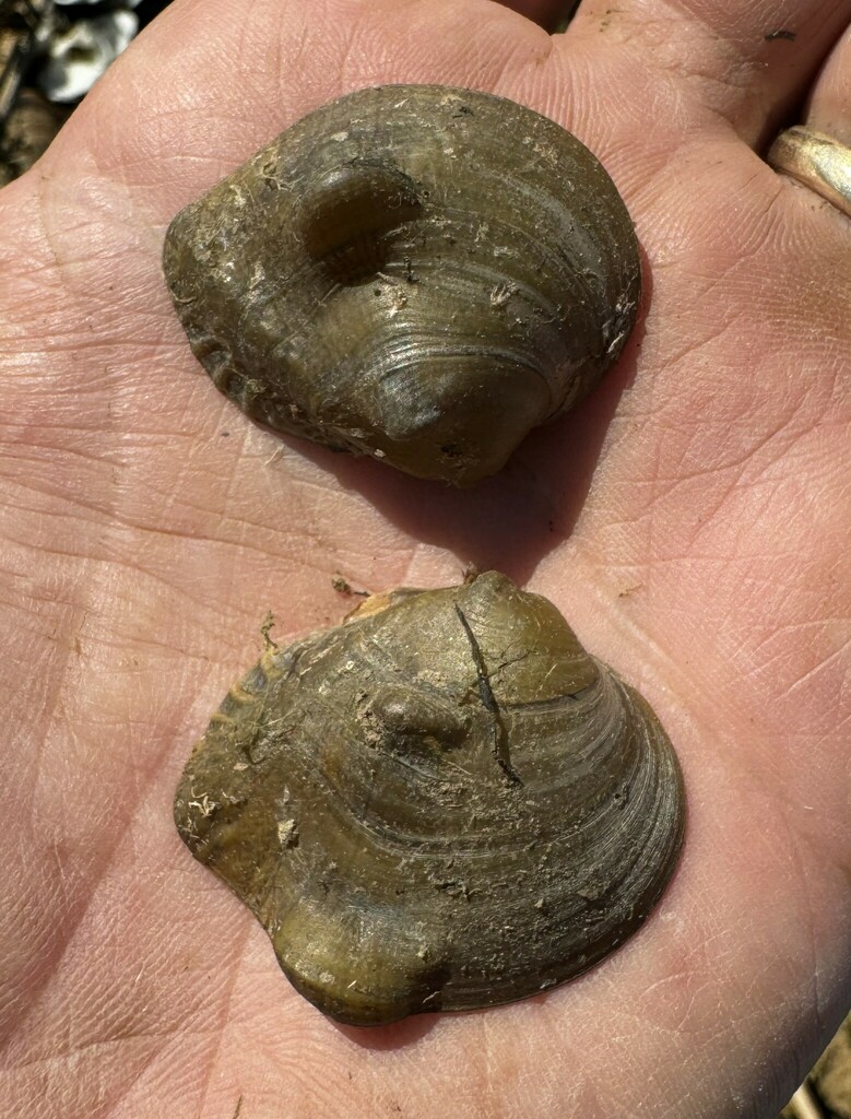 Three-horn Wartyback from Tennessee River, Decatur Harbor, Limestone ...