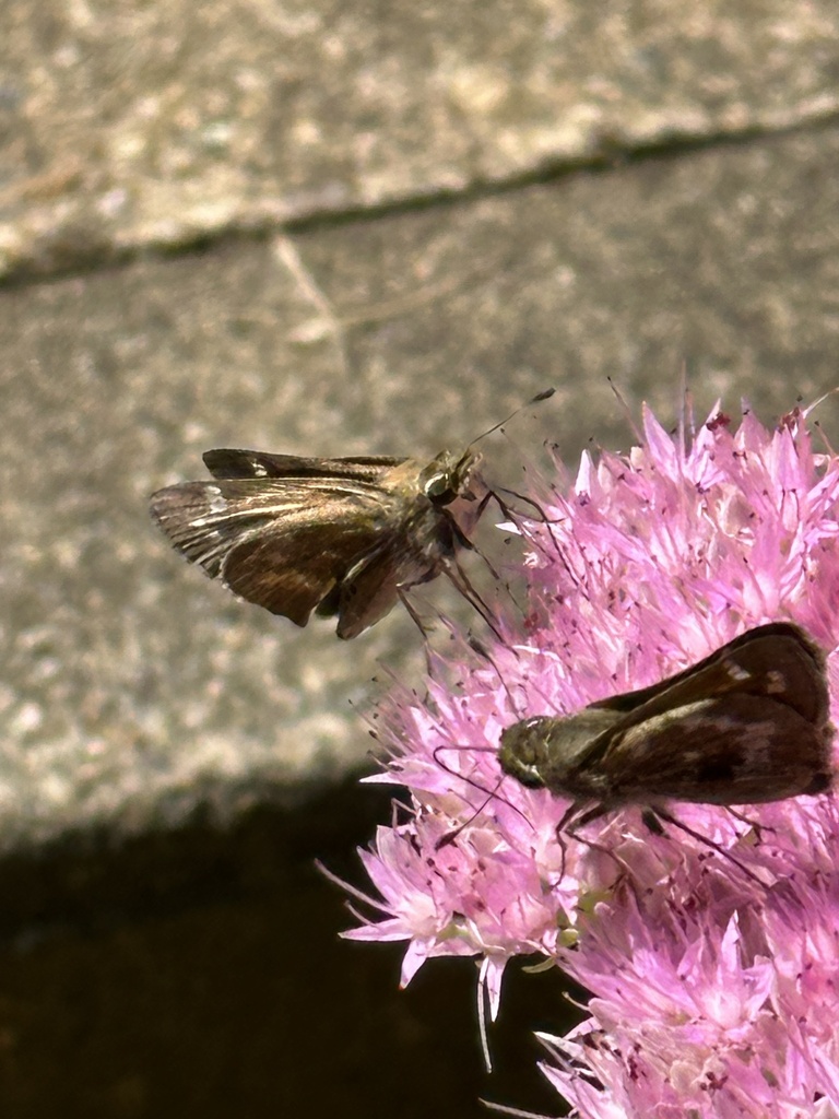 Huron Sachem from Pisgah National Forest, Canton, NC, US on September 5 ...
