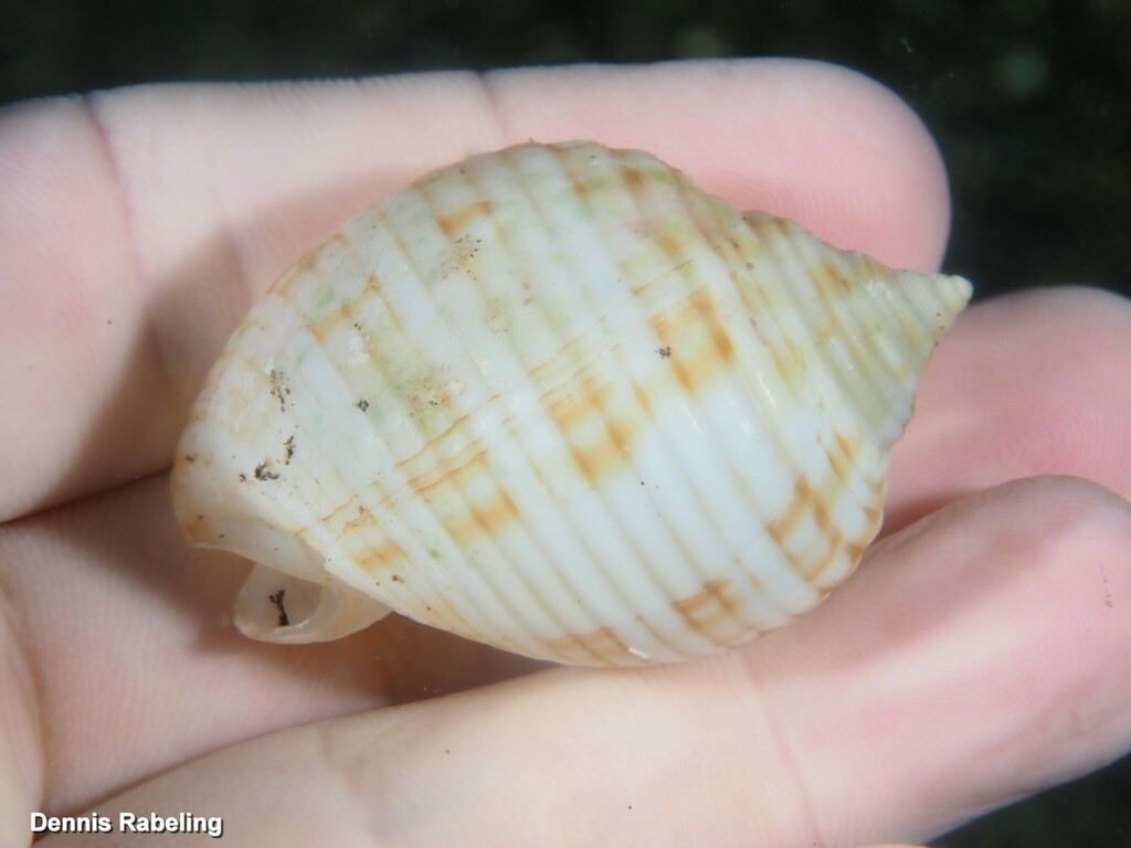 Mediterranean bonnet snail from Las Palmas, ES-CN, ES on November 19 ...