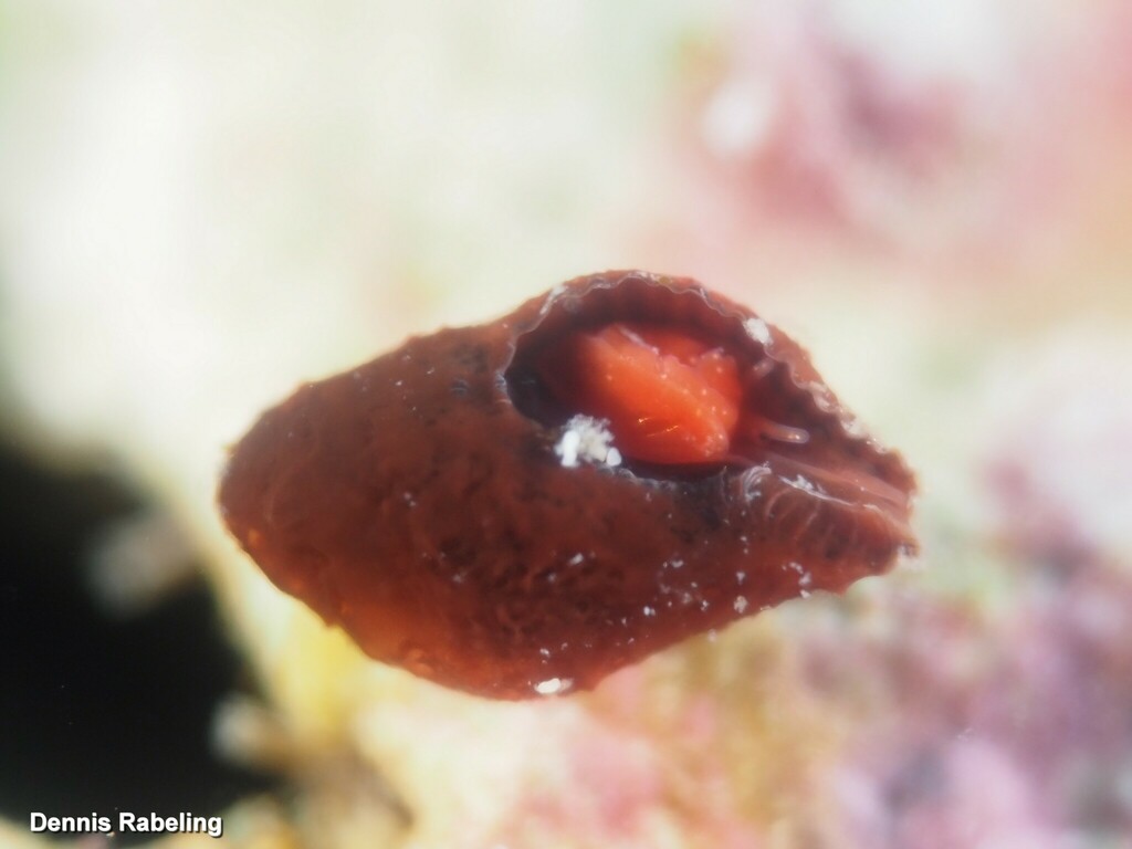 Ocenebrinae from Las Palmas, ES-CN, ES on November 19, 2024 at 10:57 AM by Dennis Rabeling ...