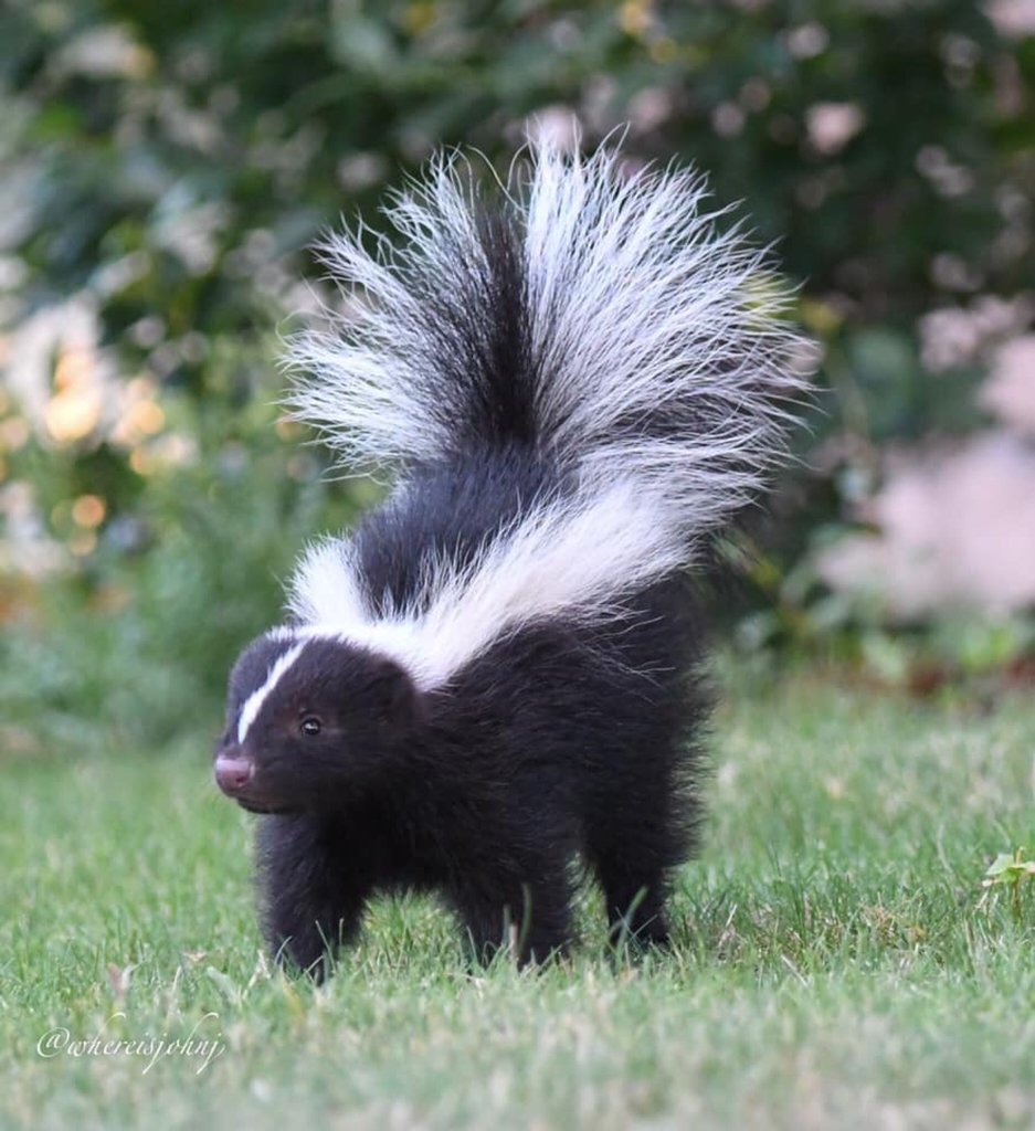 Striped and Hooded Skunks (Mephitis) - Know Your Mammals