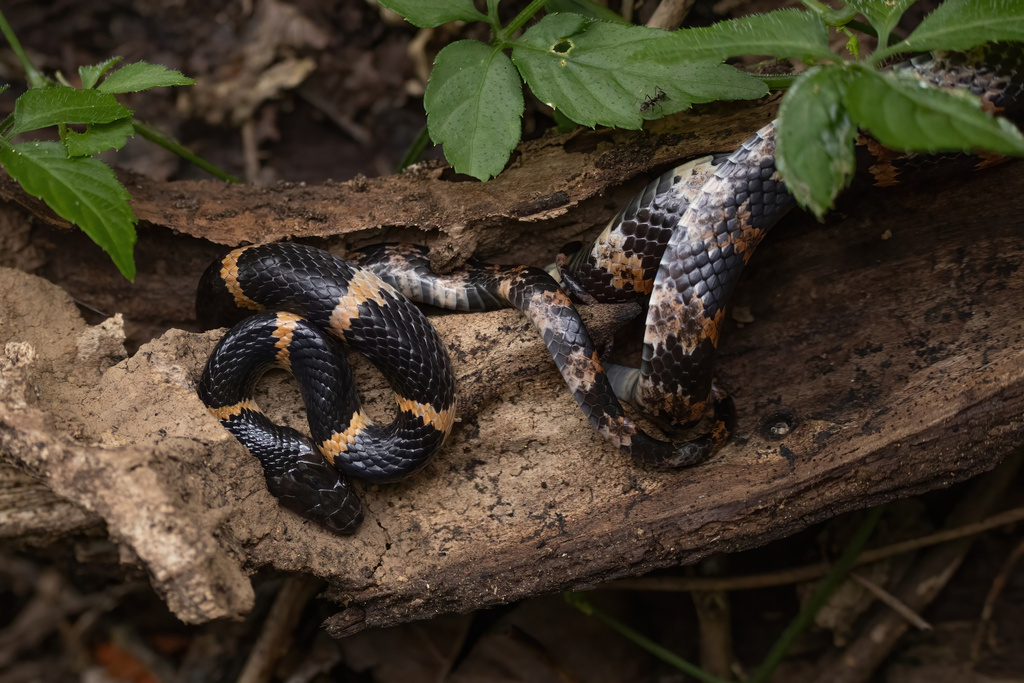 Banded Wolf Snake from 中国云南省临沧市沧源佤族自治县 on November 19, 2024 at 03:14 PM ...