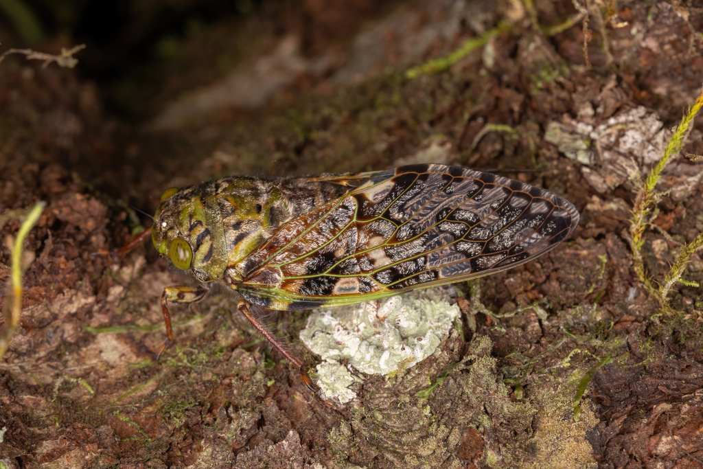 Eopycna repanda from 中国云南省临沧市沧源佤族自治县 on November 18, 2024 at 08:50 PM ...