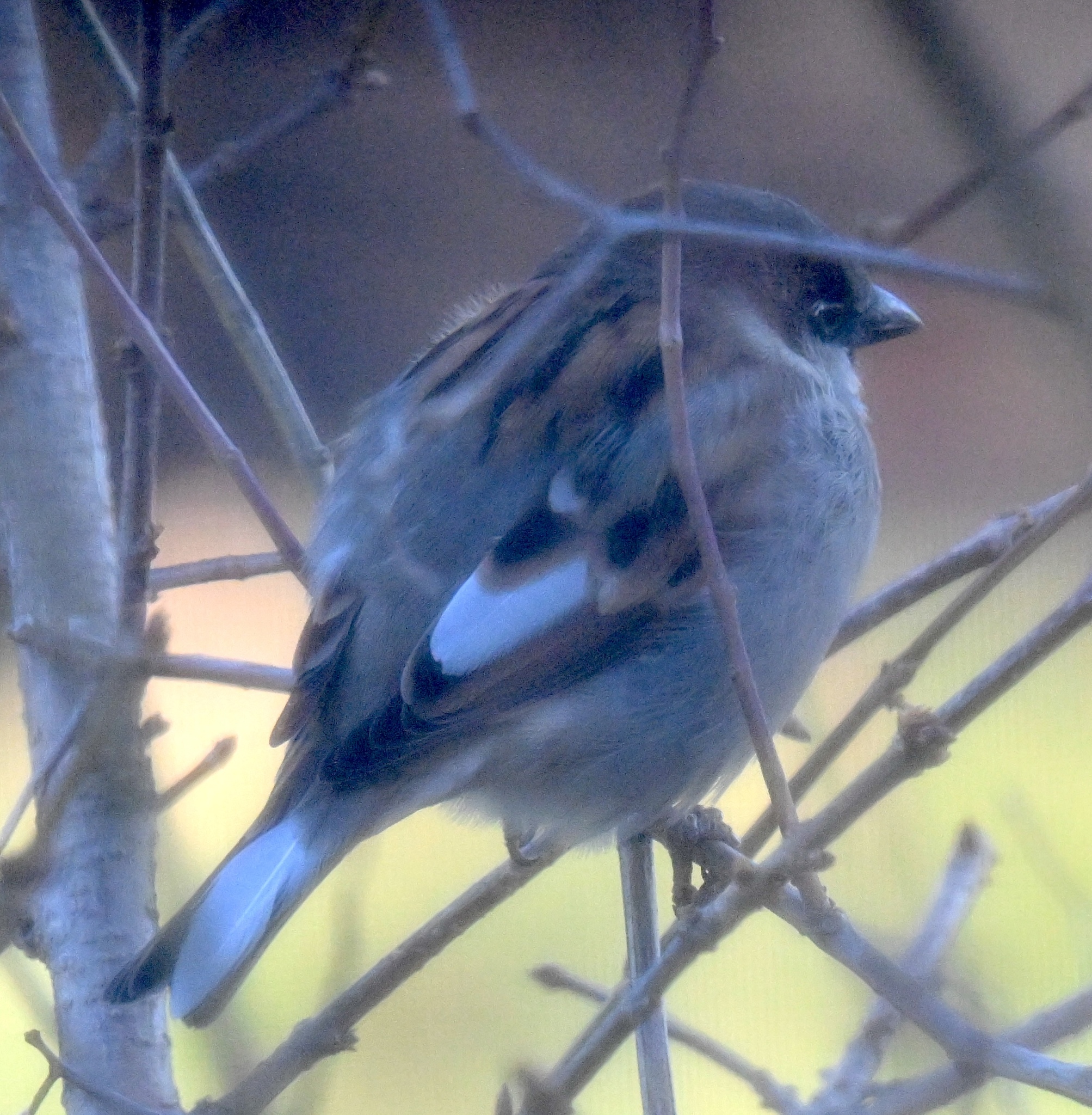 Best Images of Albino Feathered House Sparrow recorded starting October ...