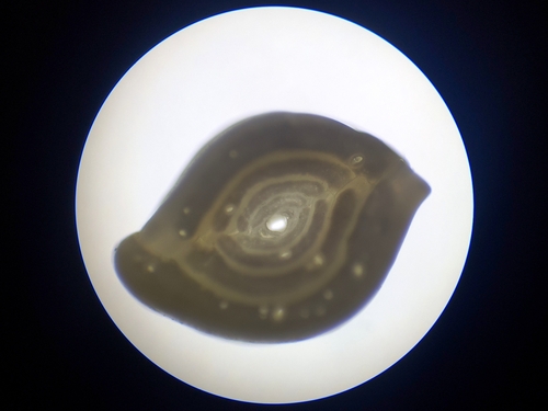 Genus Spiroloculina · iNaturalist