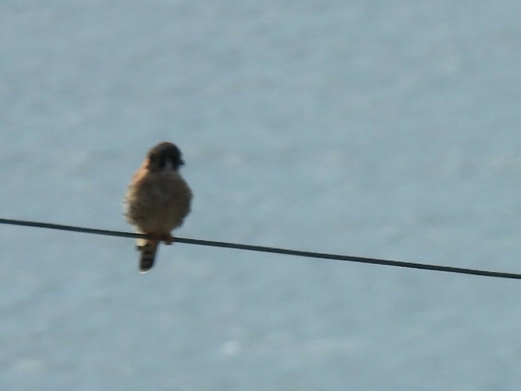 American Kestrel from Mt Tamalpais, California 94941, USA on November ...