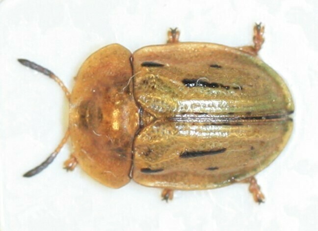 Cassida lineola from Луховицкий р-н, Московская обл., Россия on May 30 ...