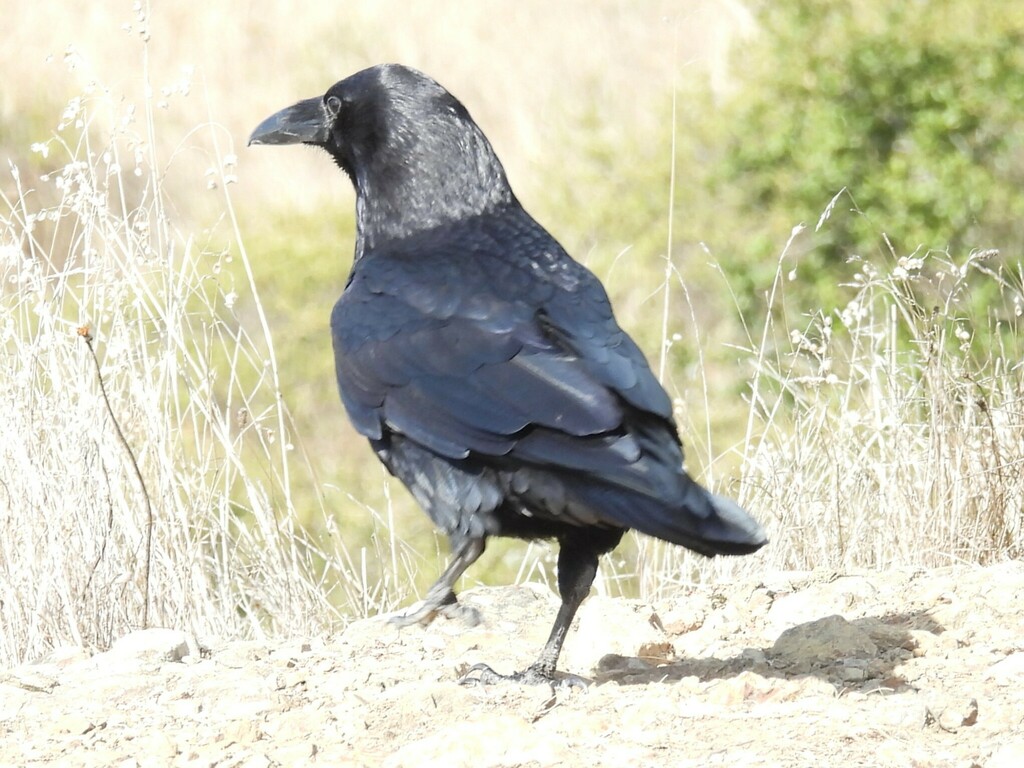 Common Raven from Mt Tamalpais, California 94941, USA on November 18 ...