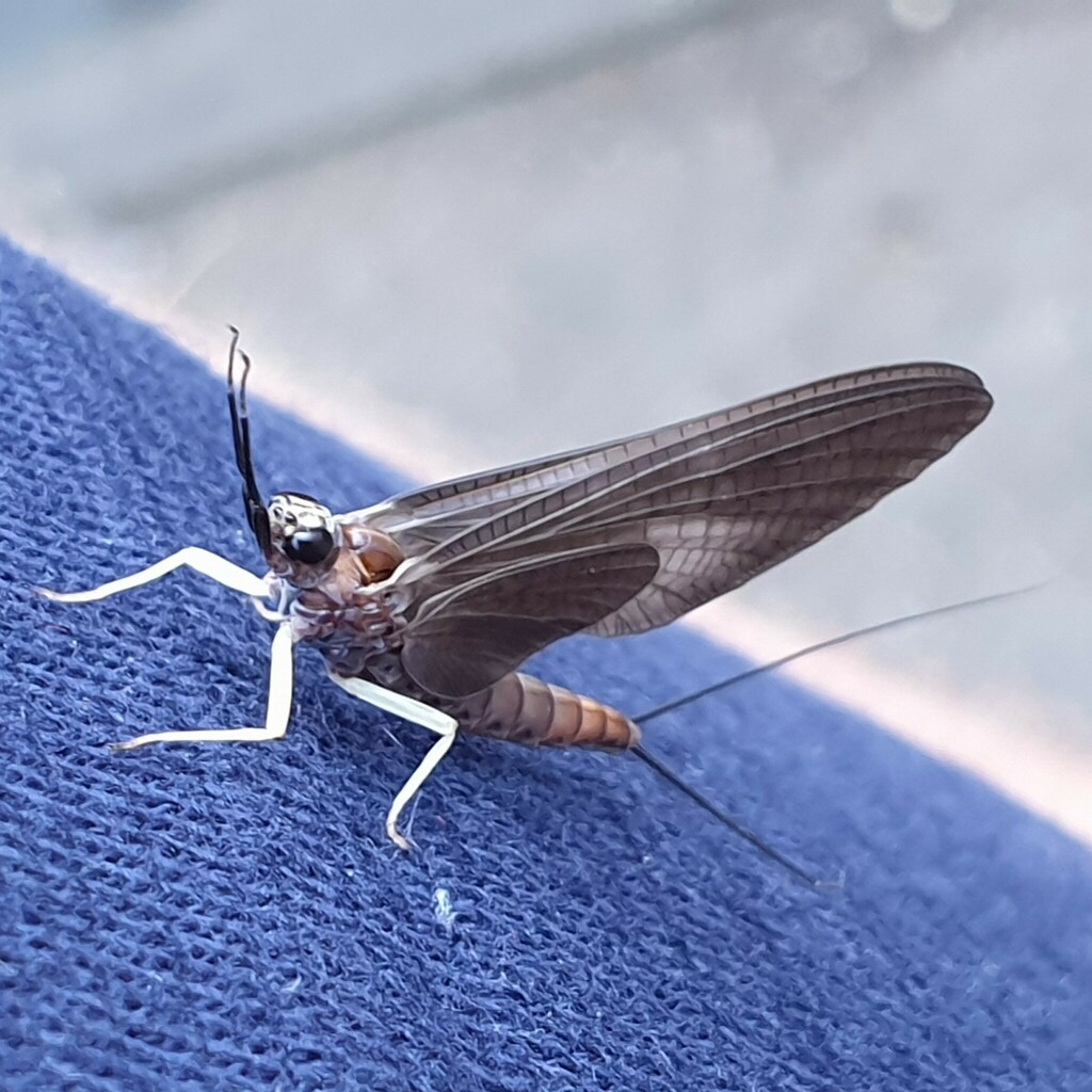 Slate Drakes from Nishikyo Ward, Kyoto, Japan on May 23, 2019 at 03:14 ...