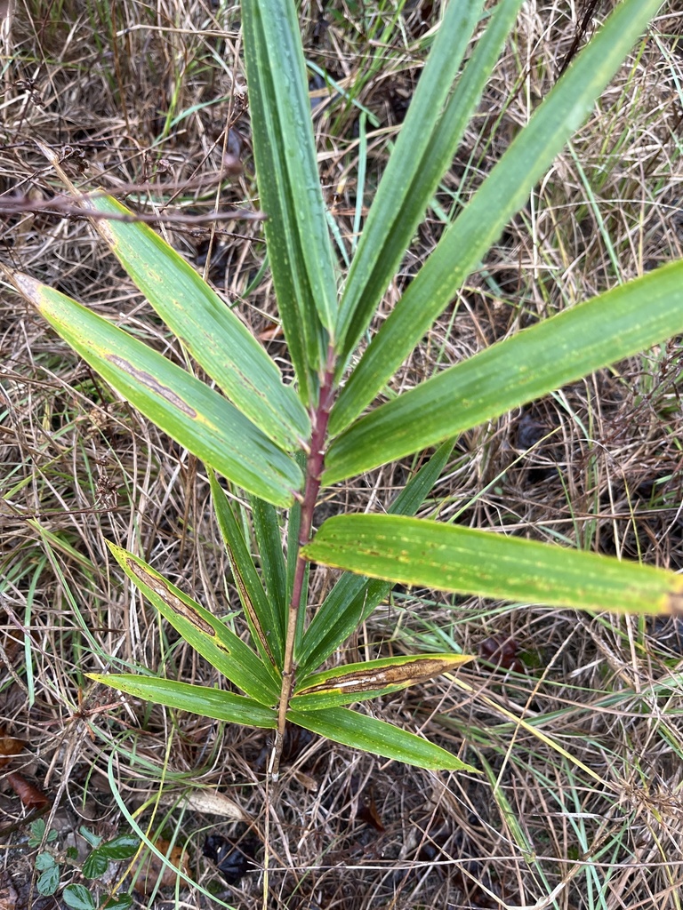 switch cane from Blythewood, SC, US on November 19, 2024 at 10:45 AM by ...