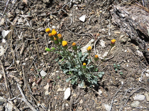Tehachapi Ragwort (Packera ionophylla) · iNaturalist