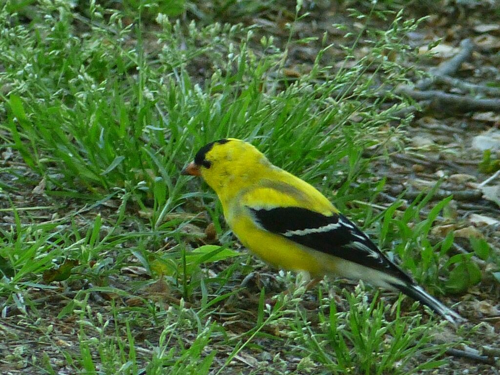 American Goldfinch from Sequoyah County, OK, USA on April 26, 2019 at ...