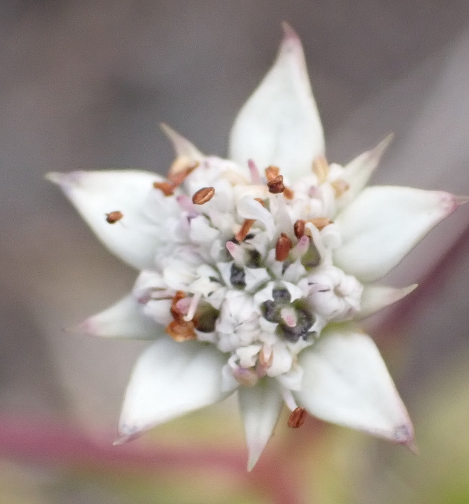 Cape Ministar from Groot River Pass, R102, Garden Route District ...