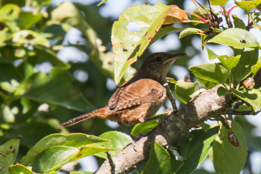 House Wren (Birds of Great Basin National Park) · iNaturalist