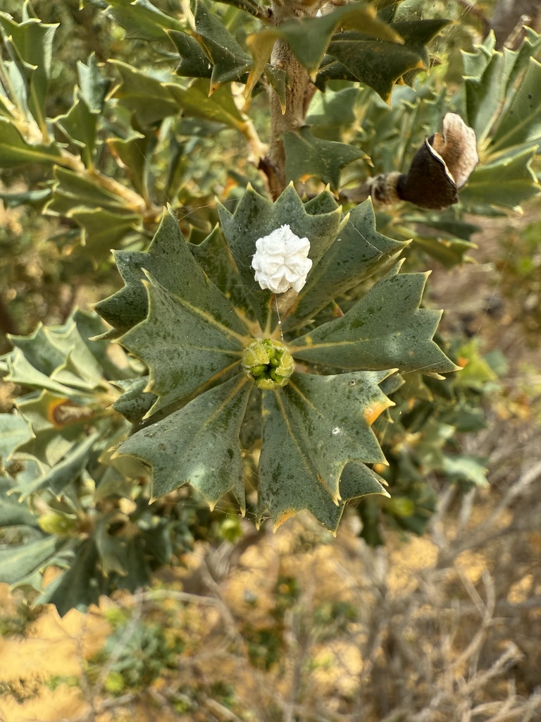 Parrot Bush from Nambung National Park, Nambung, WA, AU on November 18 ...
