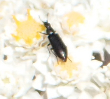 Beetles from Groot River Pass, R102, Garden Route District Municipality ...