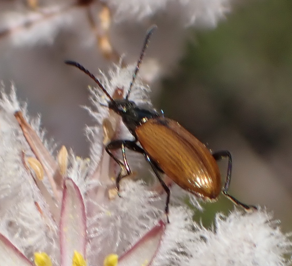 Neoeutrapela from Groot River Pass, R102, Garden Route District ...
