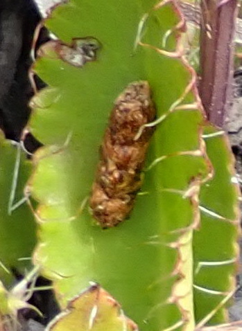 Butterflies and Moths from Groot River Pass, R102, Garden Route ...
