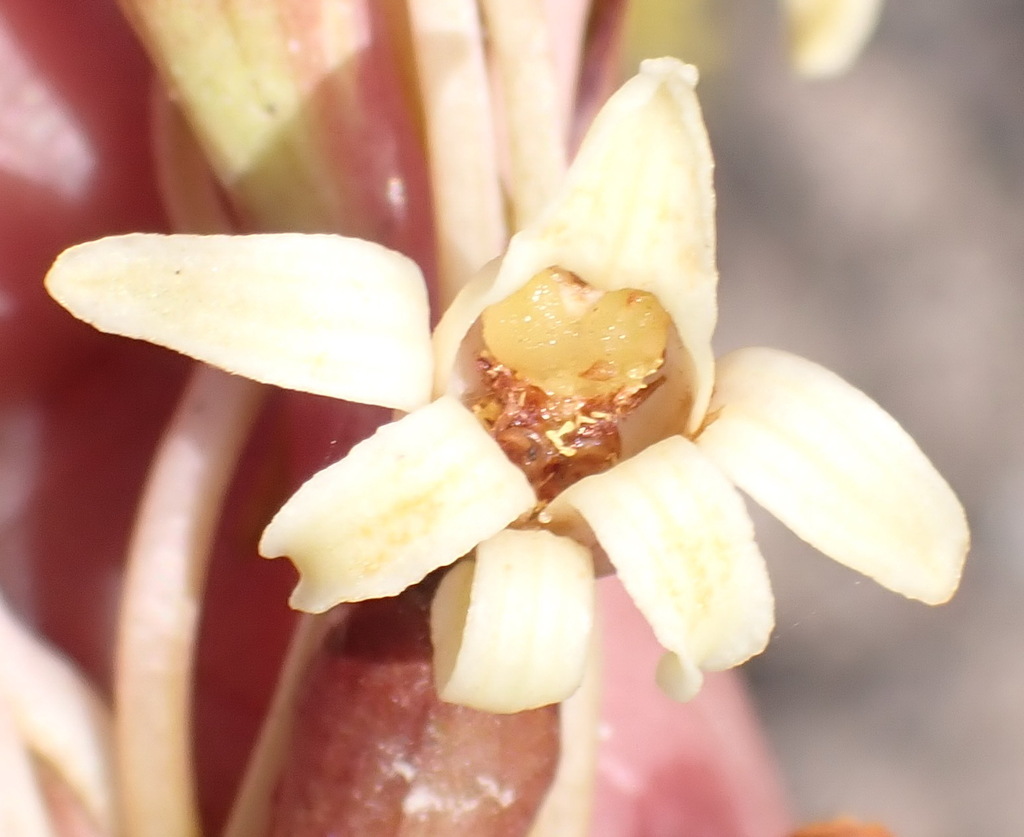 White Candle Satyre from Groot River Pass, R102, Garden Route District ...