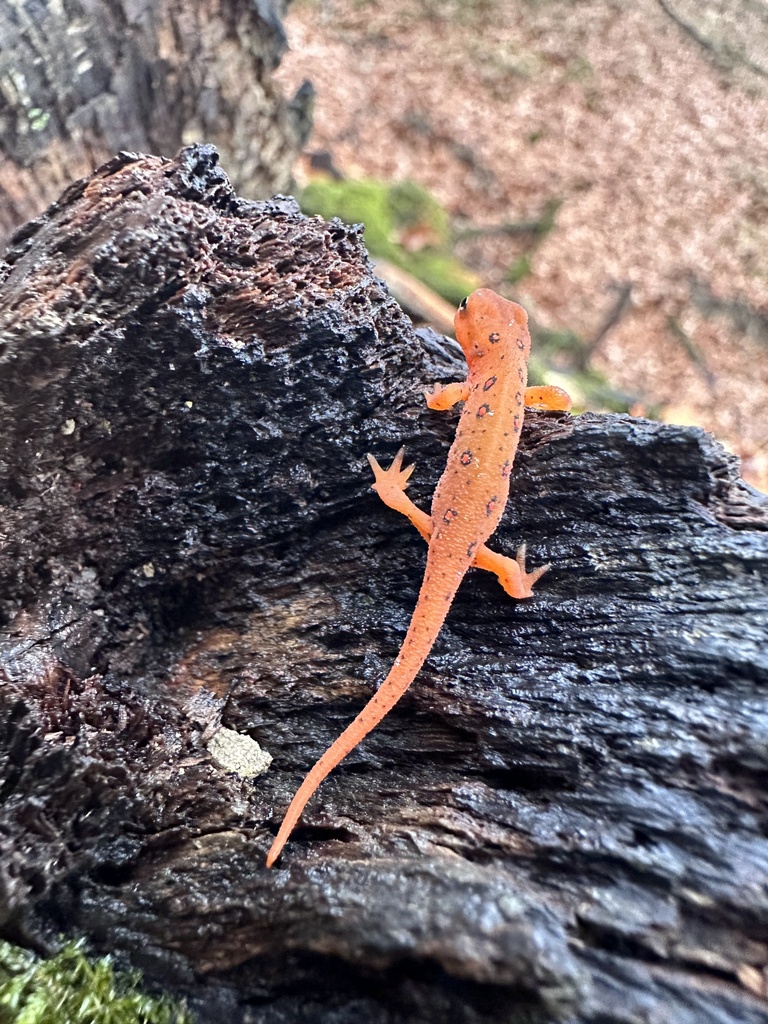 Eastern Newt from Township Road 173 NE, New Lexington, OH, US on ...