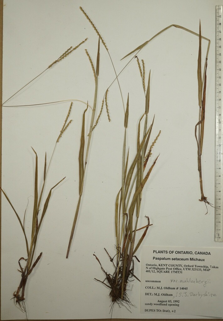 Paspalum setaceum muhlenbergii from Canada, Ontario, CHATHAM-KENT ...