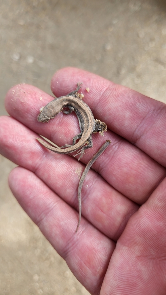 San Diego Alligator Lizard from Los Angeles County, US-CA, US on ...