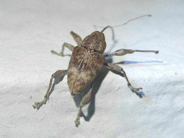 Large Chestnut Weevil in August 2023 by stevewalternature · iNaturalist