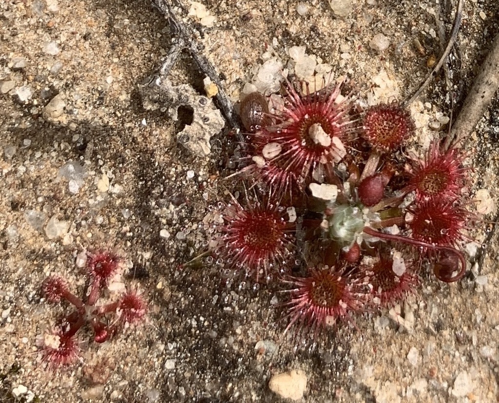 Drosera androsacea from Pingaring WA 6357, Australia on September 09 ...