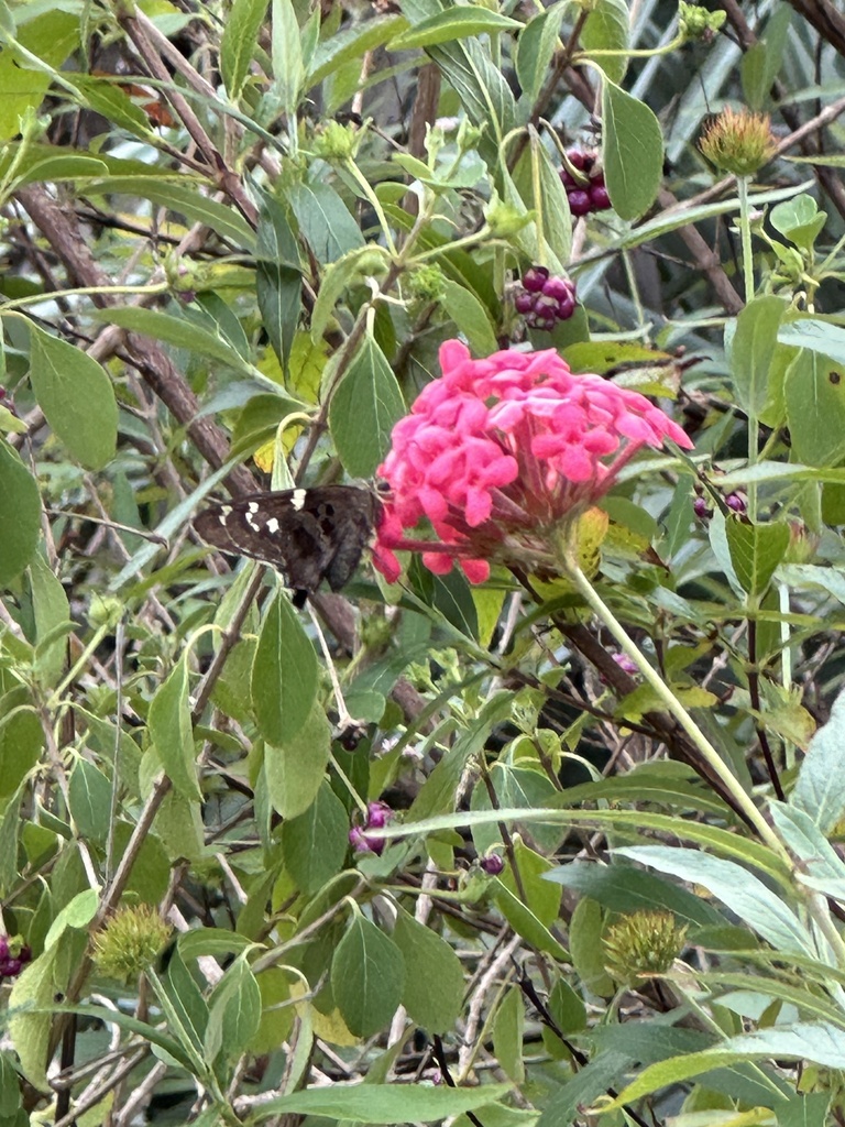 Long-tailed Skipper from University of Central Florida, Orlando, FL, US ...