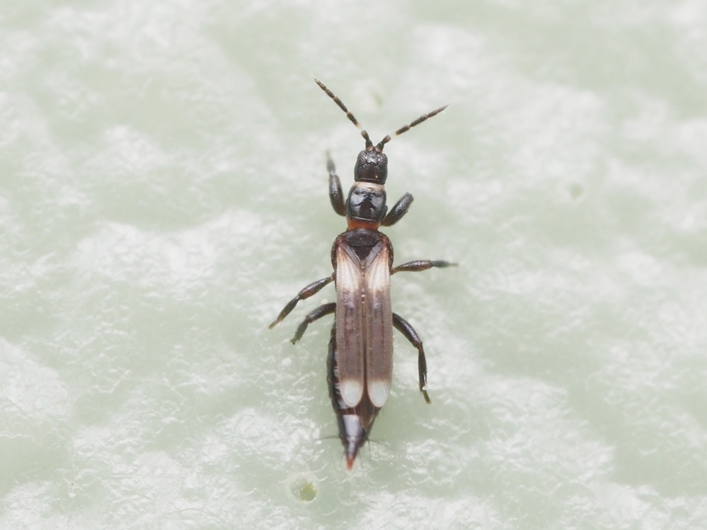 Banded Thrips from North Island / Te Ika-a-Māui, Ruawai, Northland, NZ ...