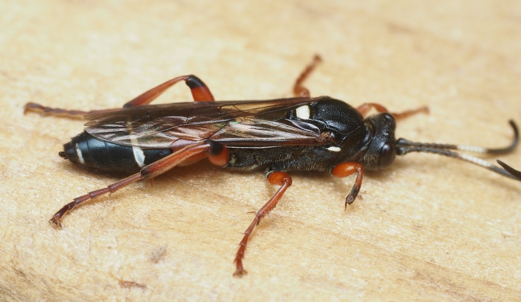 Armyworm Parasitoid Wasp from North Island / Te Ika-a-Māui, Ruawai ...